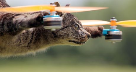 Orvillecopter Flight Editorial Stock Photo - Stock Image | Shutterstock