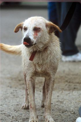 Dog Bloody Eye Editorial Stock Photo - Stock Image | Shutterstock