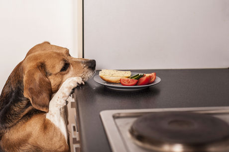 Beagle Begging Food Kitchen Editorial Stock Photo - Stock Image ...
