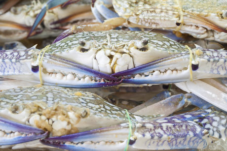 77 Crab stand Stock Pictures, Editorial Images and Stock Photos ...