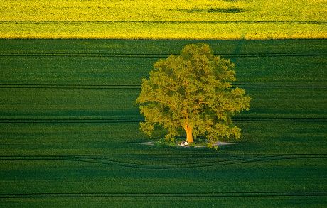 Tree Green Field Robel Mecklenburgwestern Pomerania Editorial Stock ...