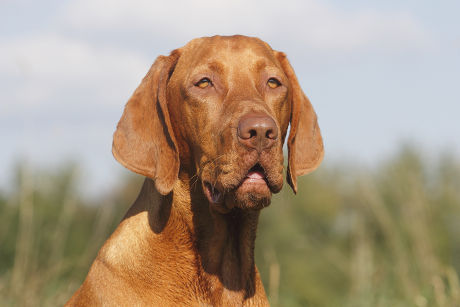 Male Magyar Vizsla Dog 16 Months Editorial Stock Photo - Stock Image ...