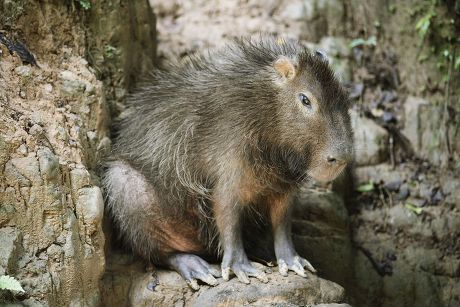 6 Ahuano Stock Pictures, Editorial Images and Stock Photos | Shutterstock