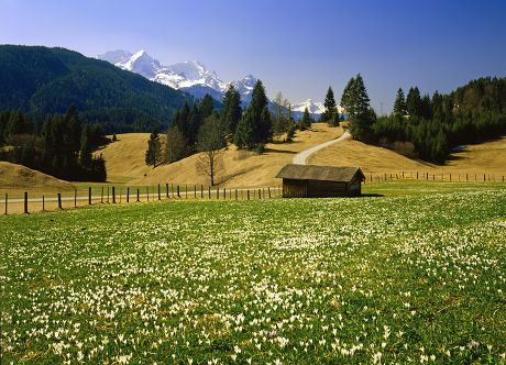 250 Crocus meadows Stock Pictures, Editorial Images and Stock Photos ...