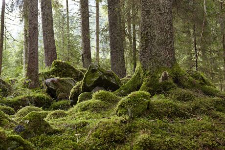 Mossy Forest Floor Radlgraben Carinthia Austria Editorial Stock Photo ...