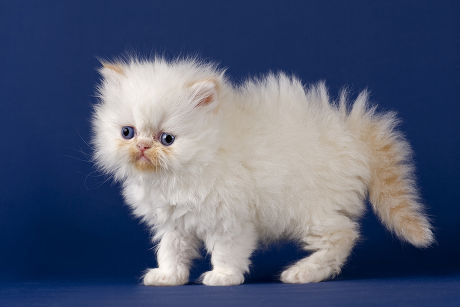76 Cat breed persian Stock Pictures, Editorial Images and Stock Photos ...
