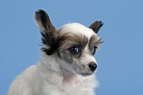 Chinese Crested Dog Powder Puff Puppy Editorial Stock Photo - Stock ...