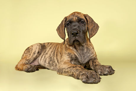Great Dane Puppy 9 Weeks Brindle Editorial Stock Photo - Stock Image ...