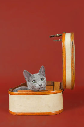Russian Blue Cat Breed Kitten 20 Editorial Stock Photo - Stock Image ...