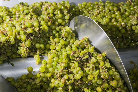 Silvaner Grapes Before Being Squeezed Juliusspital Editorial Stock ...