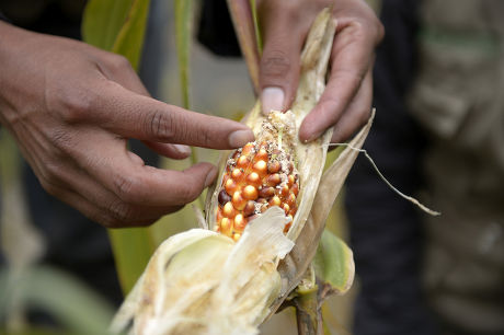 Corn Cob Pest Infestation Chuquis Huanuco Editorial Stock Photo - Stock ...