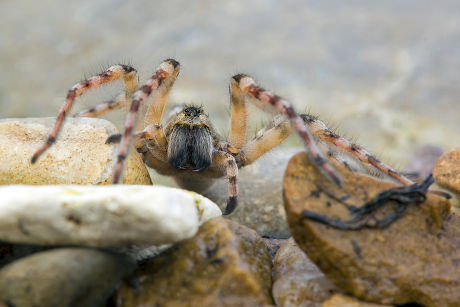 31 Hairy spider Stock Pictures, Editorial Images and Stock Photos ...
