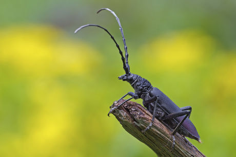 250 Insect antenna Stock Pictures, Editorial Images and Stock Photos ...