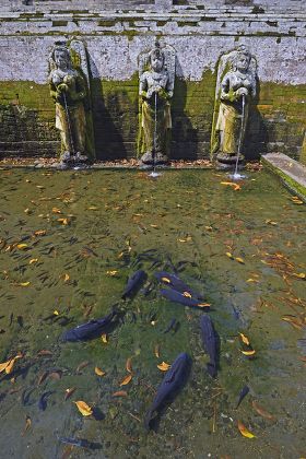 Water Pool Water Spouts Fish Goa Editorial Stock Photo - Stock Image ...