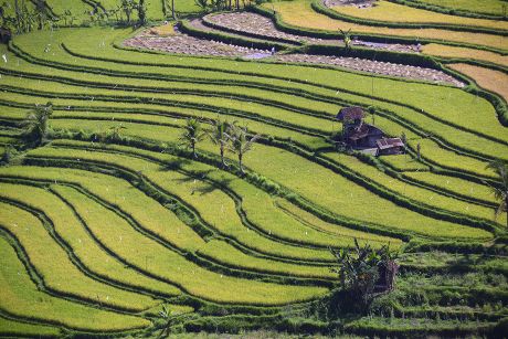 Rice Paddies Rice Terraces Munduk Central Editorial Stock Photo - Stock ...