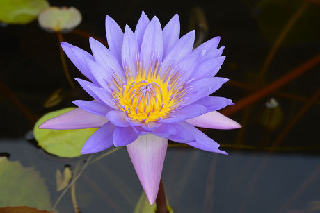 Blue Lotus Water Lily Nymphaea Caerulea Editorial Stock Photo - Stock ...