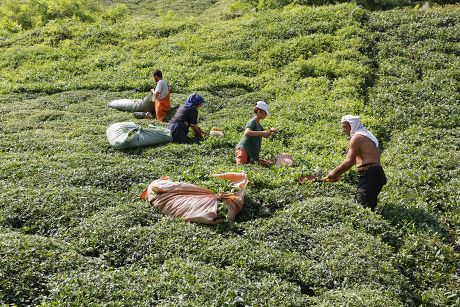 250 Tea picker Stock Pictures, Editorial Images and Stock Photos ...