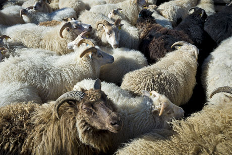 58 Sheep round up Stock Pictures, Editorial Images and Stock Photos ...