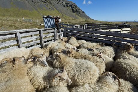 58 Sheep round up Stock Pictures, Editorial Images and Stock Photos ...