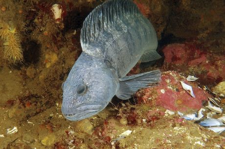 12 Wolffish Stock Pictures, Editorial Images and Stock Photos ...