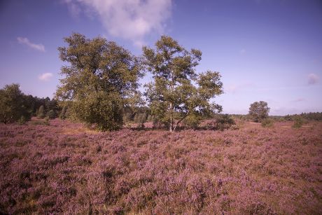 54 Lüneburg heide Stock Pictures, Editorial Images and Stock Photos ...