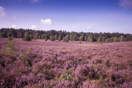 54 Lüneburg heide Stock Pictures, Editorial Images and Stock Photos ...