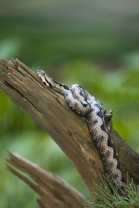 23 Long venomous snake Stock Pictures, Editorial Images and Stock ...