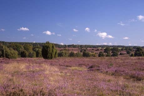 Countryside Flowering Heather Calluna Vulgaris Heathland Editorial ...