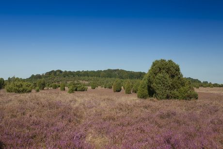 Countryside Flowering Heather Calluna Vulgaris Juniper Editorial Stock ...