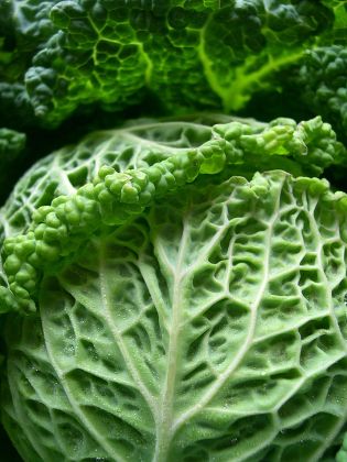 Savoy Cabbage Editorial Stock Photo - Stock Image | Shutterstock