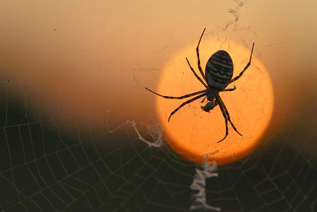 47 Sun spider Stock Pictures, Editorial Images and Stock Photos ...