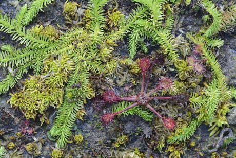 14 Creeping cedar Stock Pictures, Editorial Images and Stock Photos ...