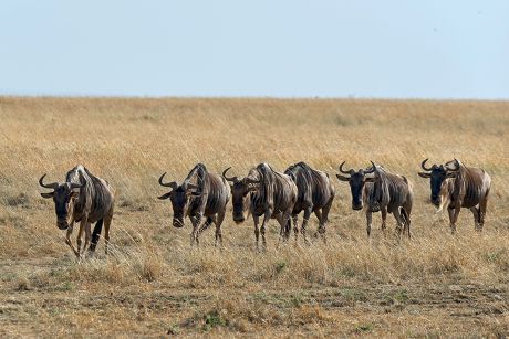 250 Gnu migration Stock Pictures, Editorial Images and Stock Photos ...