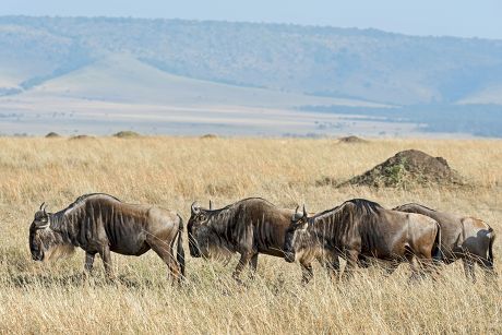 250 Gnu migration Stock Pictures, Editorial Images and Stock Photos ...