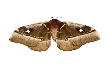 250 Emperor moth Stock Pictures, Editorial Images and Stock Photos ...
