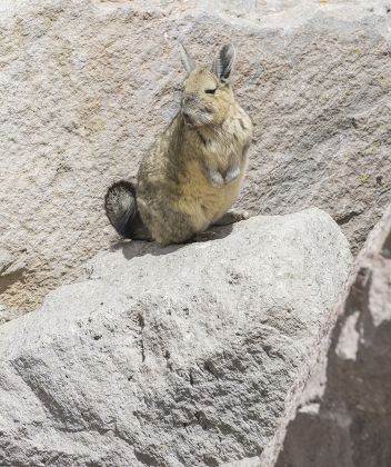 Southern Viscacha Lagidium Viscacia Arica Y Editorial Stock Photo ...
