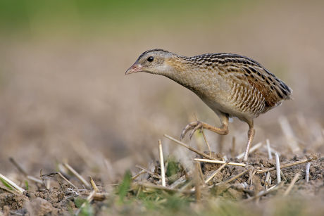 Corncrake Crex Crex Foraging On Edge Editorial Stock Photo - Stock ...