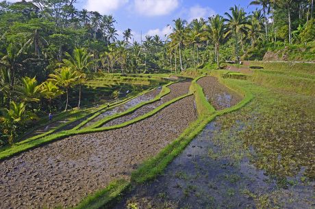 250 Ubud district Stock Pictures, Editorial Images and Stock Photos ...