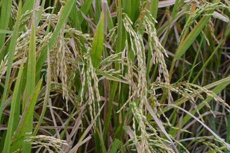 28 Ripe rice crop Stock Pictures, Editorial Images and Stock Photos ...