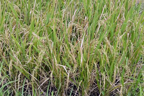 28 Ripe rice crop Stock Pictures, Editorial Images and Stock Photos ...
