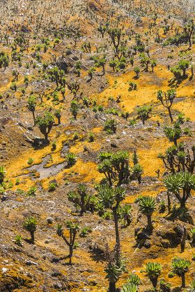 Valley Afroalpine Vegetation Giant Groundsels Dendrosenecio Editorial ...