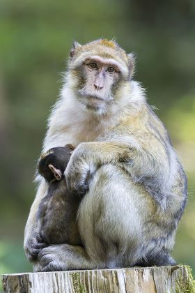 250 Common macaque Stock Pictures, Editorial Images and Stock Photos ...