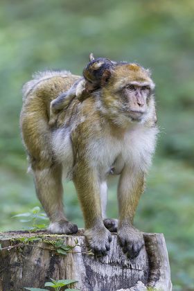 250 Common macaque Stock Pictures, Editorial Images and Stock Photos ...