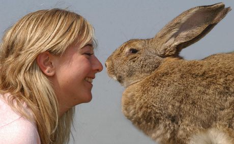 Students Animal Unit Based Brackenhurst Campus Editorial Stock Photo ...