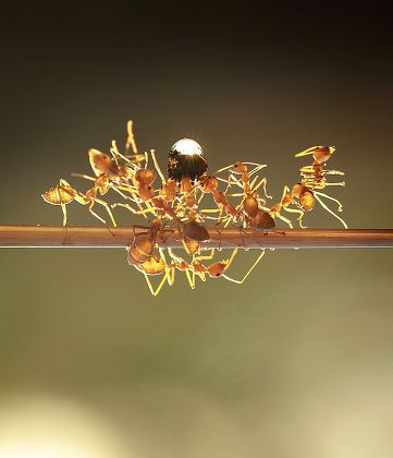 Ants Carrying Golden Water Drop Editorial Stock Photo - Stock Image ...