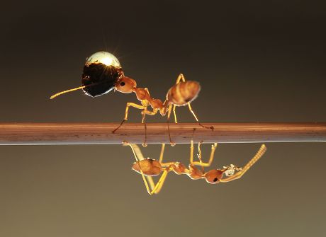 Ants Carrying Golden Water Drop Editorial Stock Photo - Stock Image ...