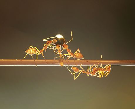 __COUNT__ Ants carry golden droplet of water, Mataram, Indonesia - Nov ...
