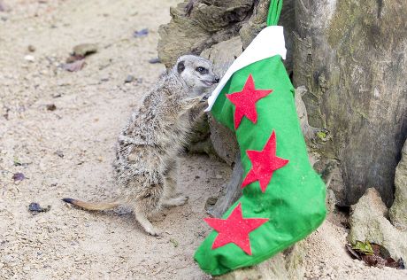 Meerkats Whipsnade Zoo Get Stuck Into Editorial Stock Photo - Stock ...
