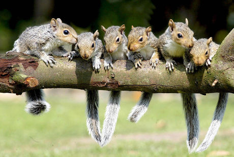 67 Baby squirrels Stock Pictures, Editorial Images and Stock Photos ...