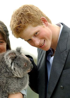 Prince Harry Echidna Called Spike Editorial Stock Photo - Stock Image ...